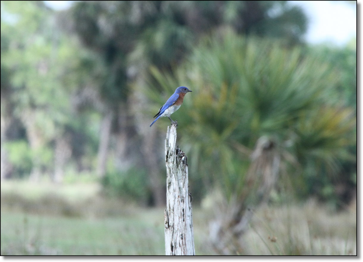 Summer Hunting Anyone? - Varmint and Predator Hunting All Year Round