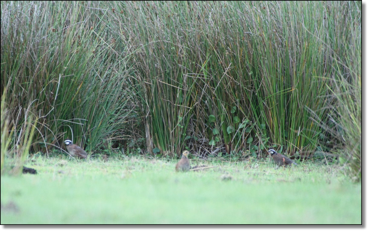 Summer Hunting Anyone? - Varmint and Predator Hunting All Year Round