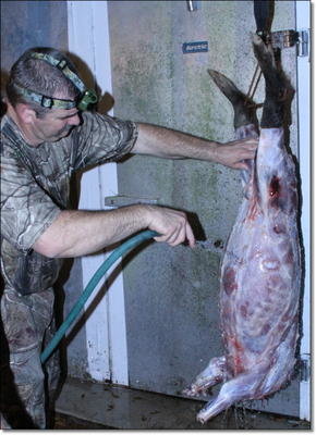 How to Butcher a Wild Hog - Photo Essay