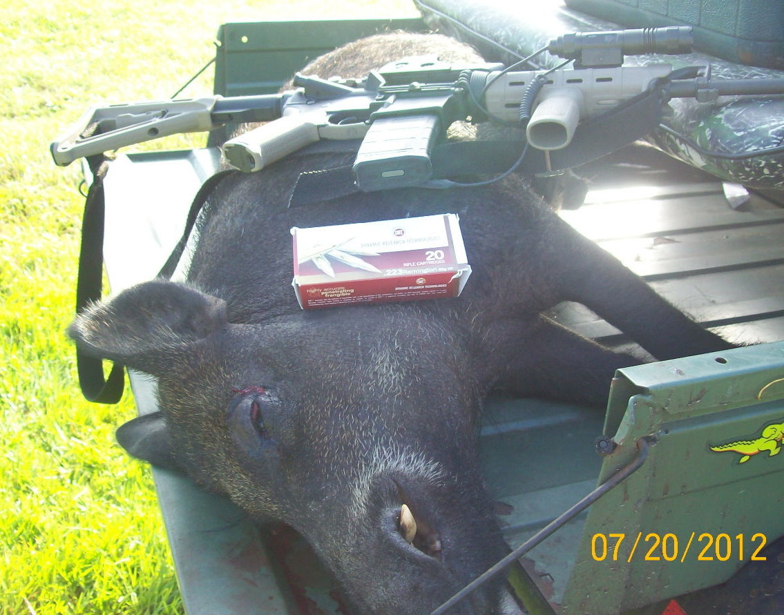 DRT Frangible .223 Ammo vs. Charging Wild Boar - GunsAmerica Digest