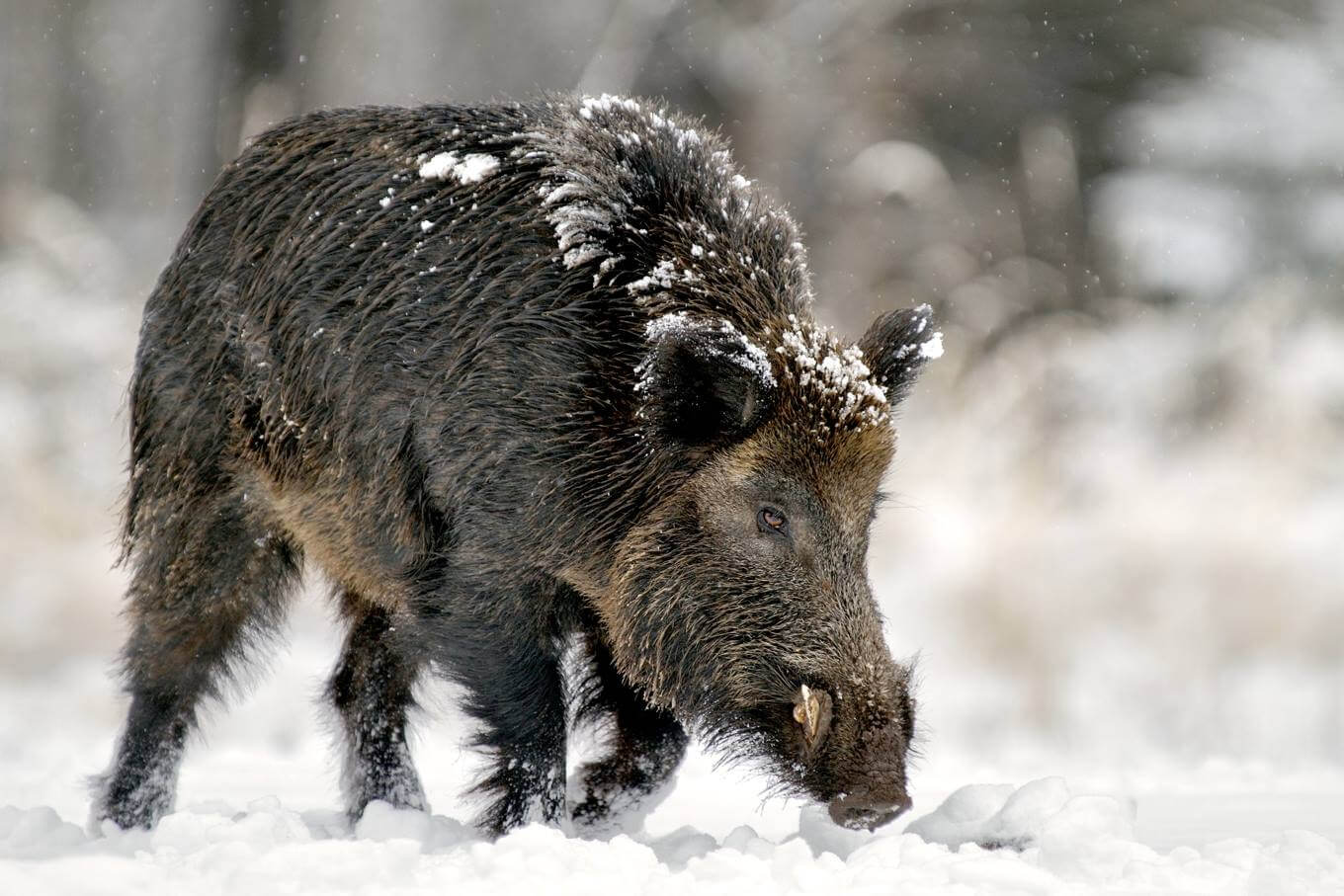 Italian Poacher Shot and Killed by Son on Boar Hunt