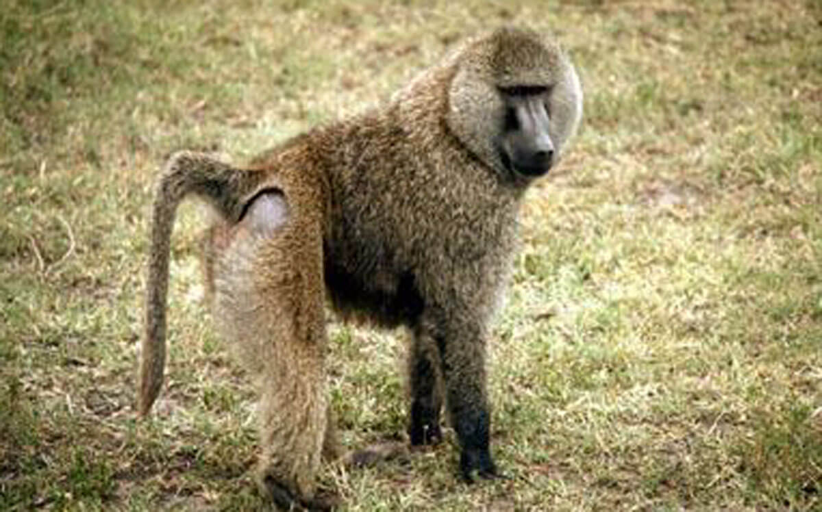 Killer Baboons: Peter Capstick’s MAC-10 Submachine Gun