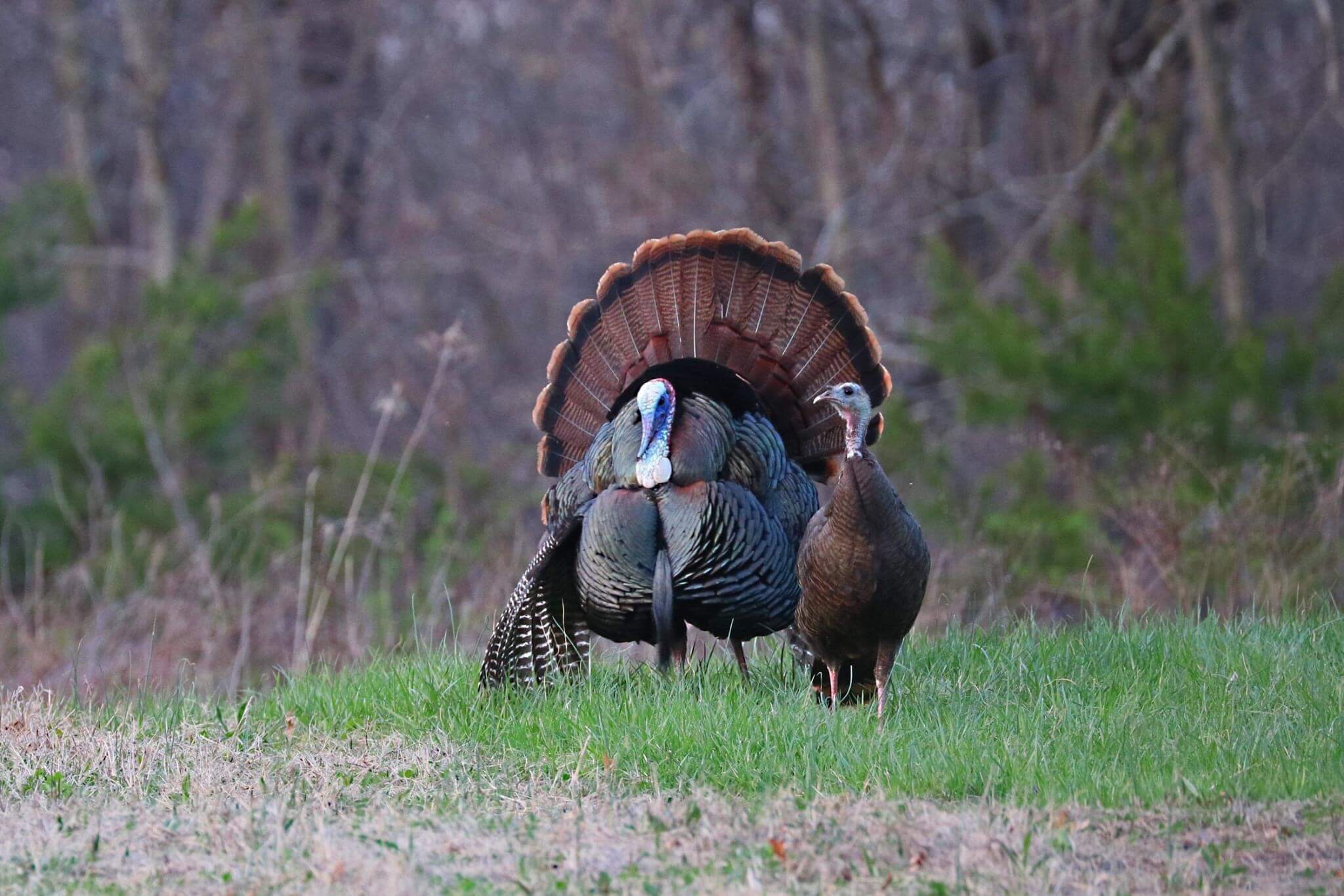 Ohio Division of Wildlife Chief Kendra Wecker Cleared in Hunting ...