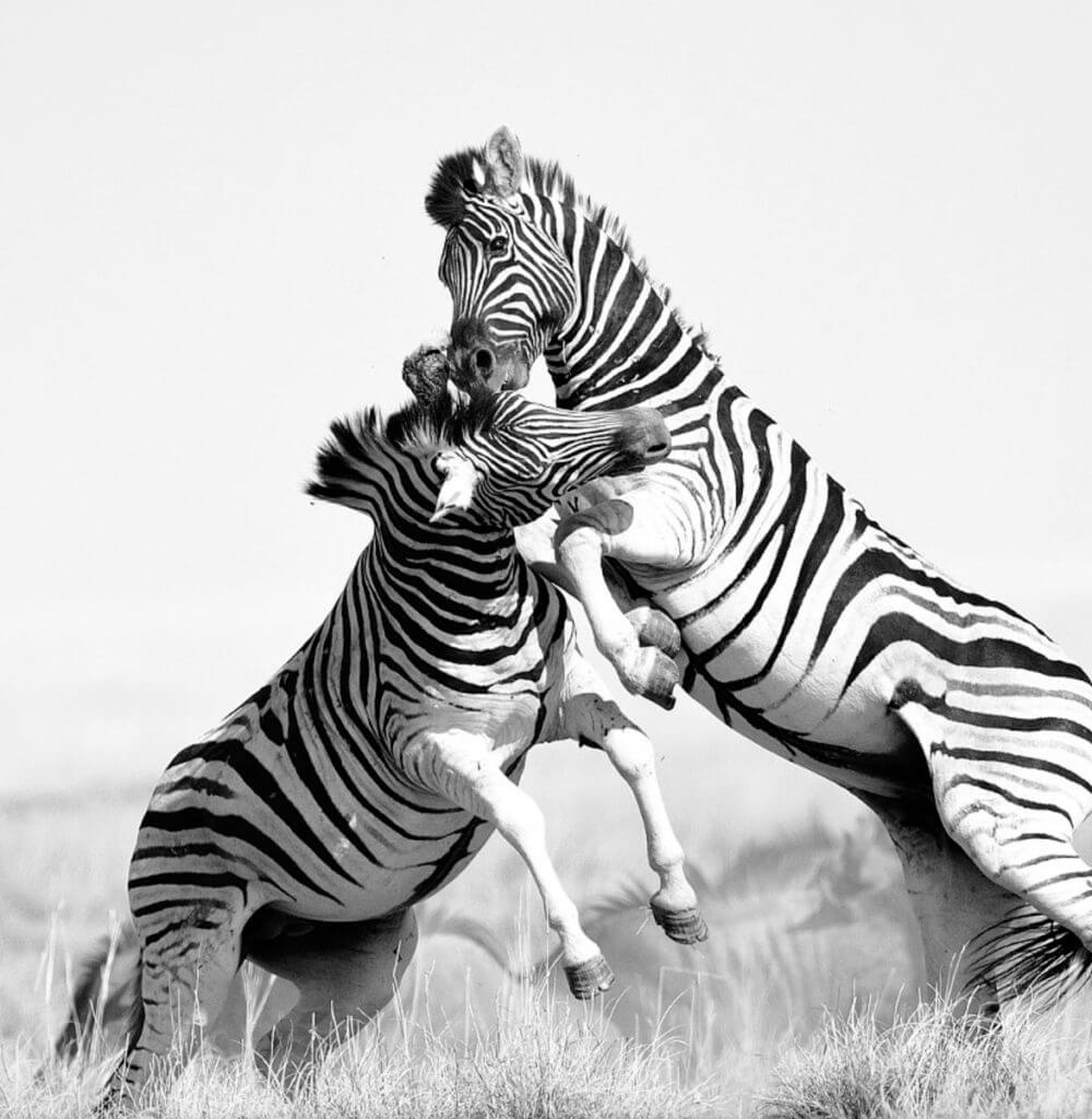 The Tiny Pocket-Sized North American Arms Zebra Killer