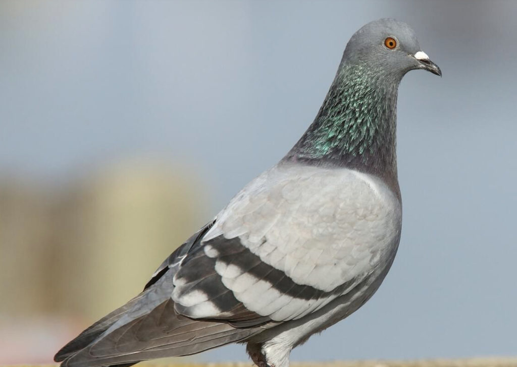 Marc Lépine, Militarized Misogyny, and the Ecole Polytechnique Massacre