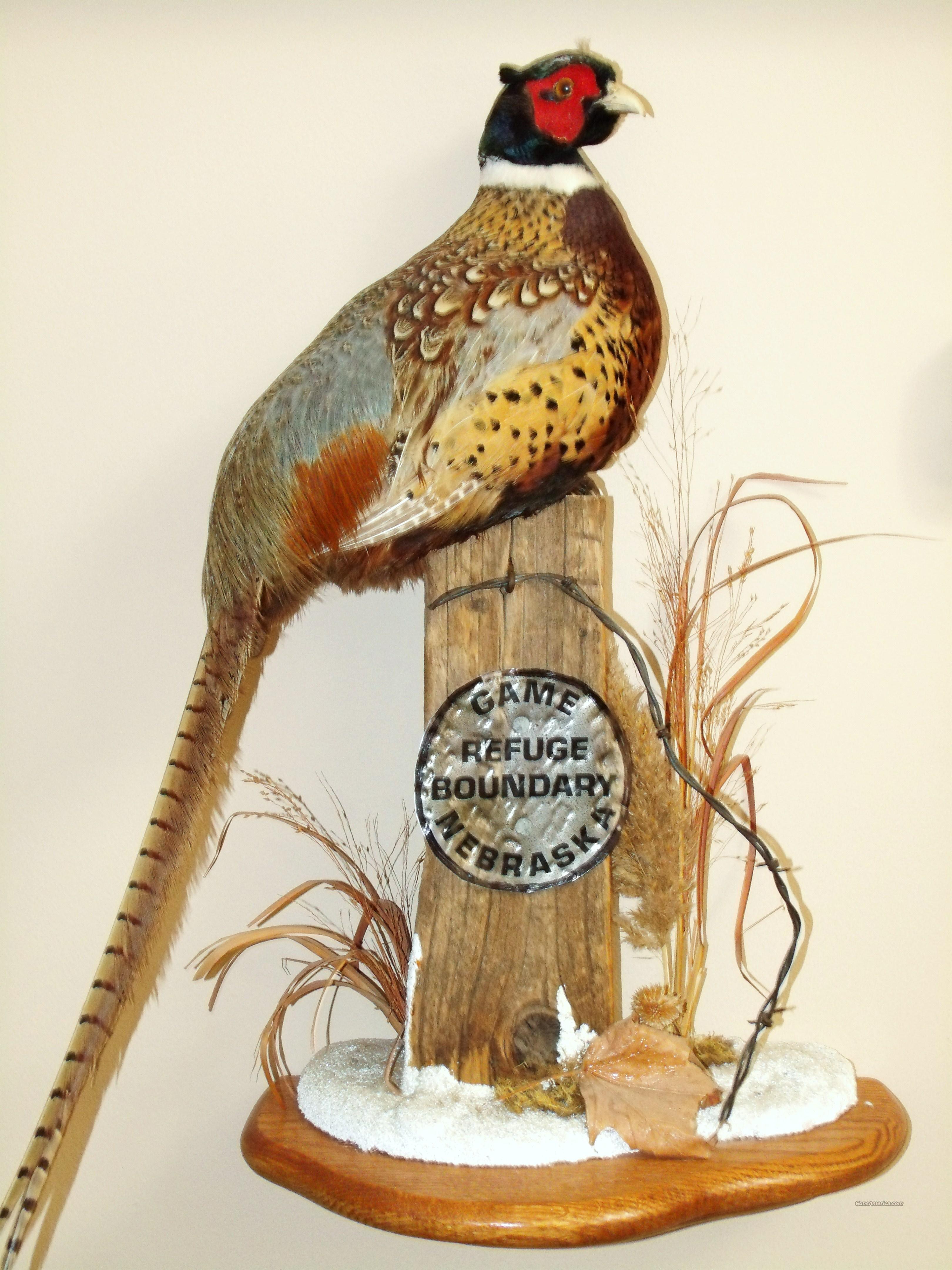 PHEASANT MOUNT for sale